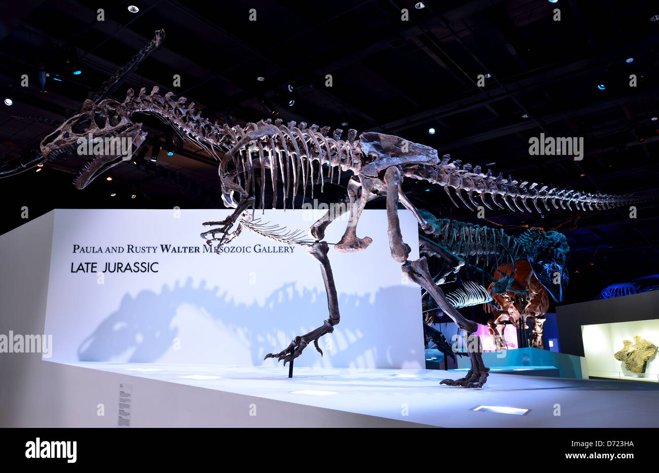 Dinosaure allosaurus Banque de photographies et d’images à haute résolution - Alamy