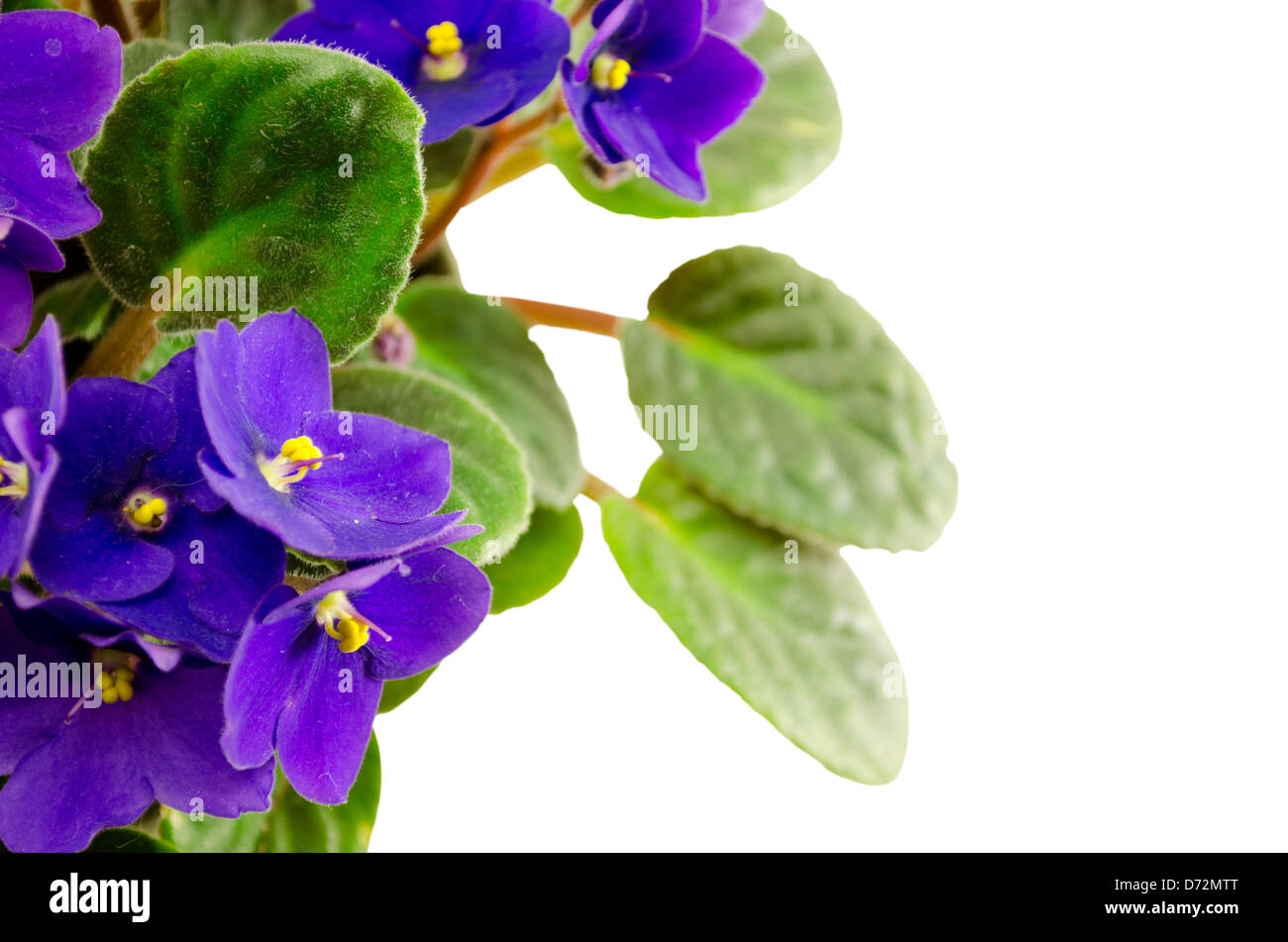 Saintpaulia ionantha violette africaine Banque d'image et photos - Alamy