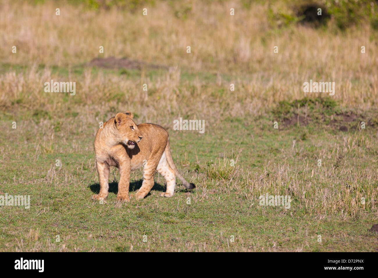 Lion hunting africa Banque de photographies et d’images à haute ...