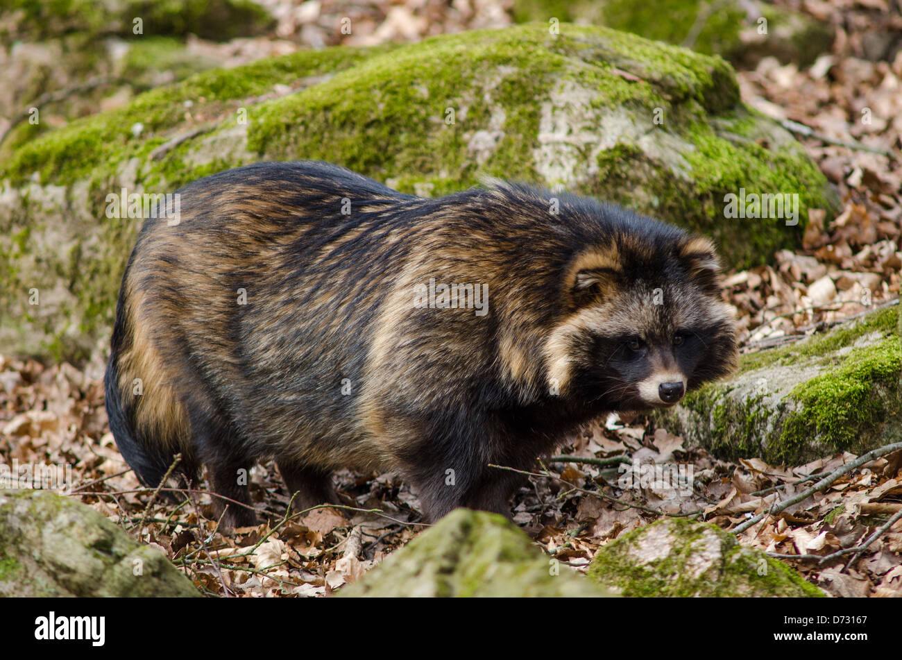 Nyctereutes procyonoides, chien viverrin, marcher sur le sol forestier ...