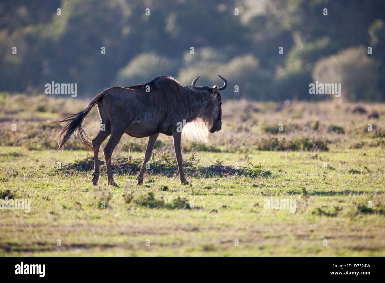 Gnou bleu Banque de photographies et d’images à haute résolution - Alamy
