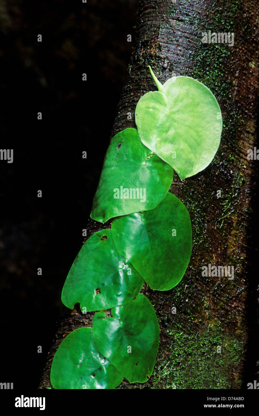 Forêt amazonienne rio napo près de coca Banque de photographies et d ...
