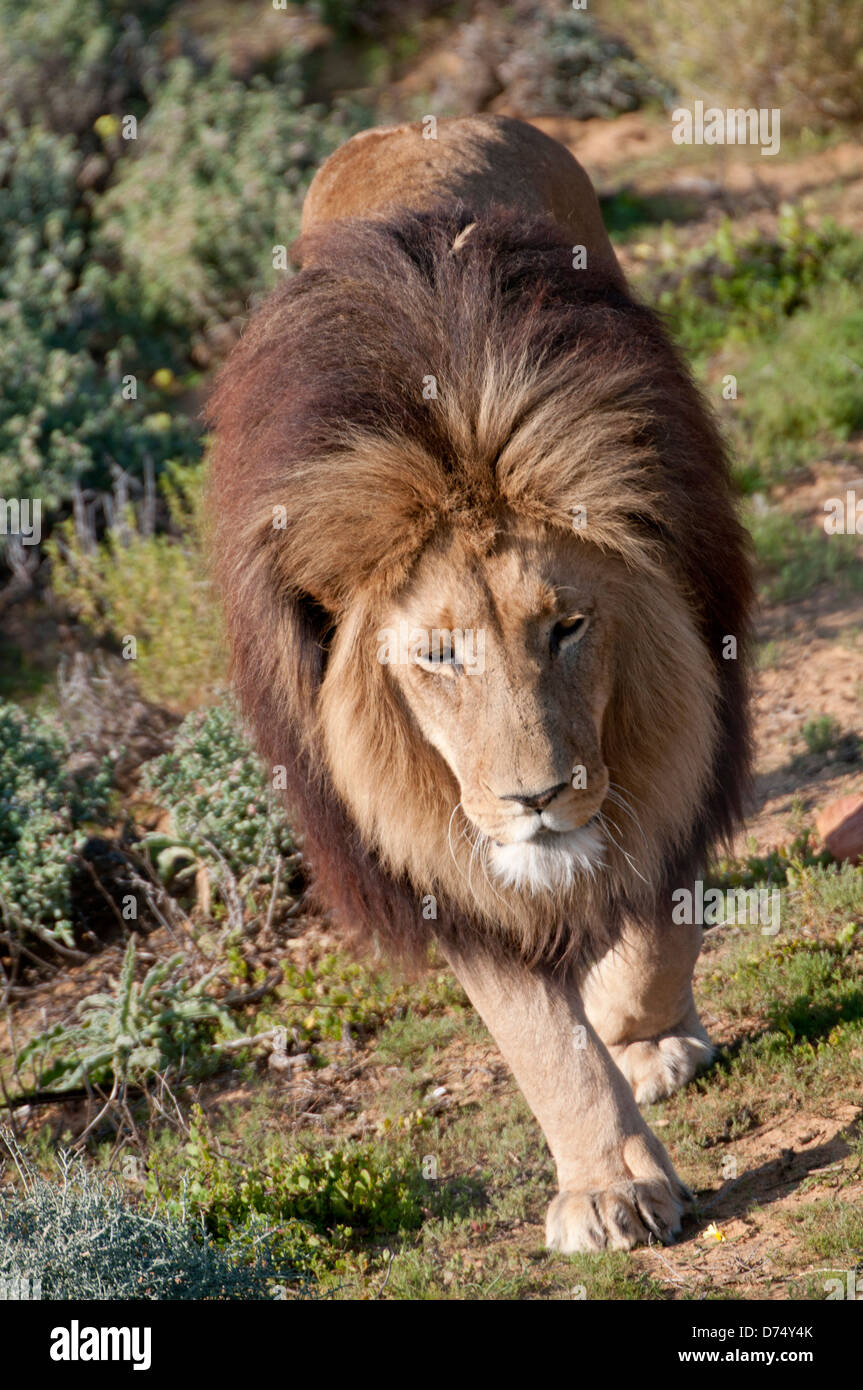 Lion qui marche Banque de photographies et d’images à haute résolution ...