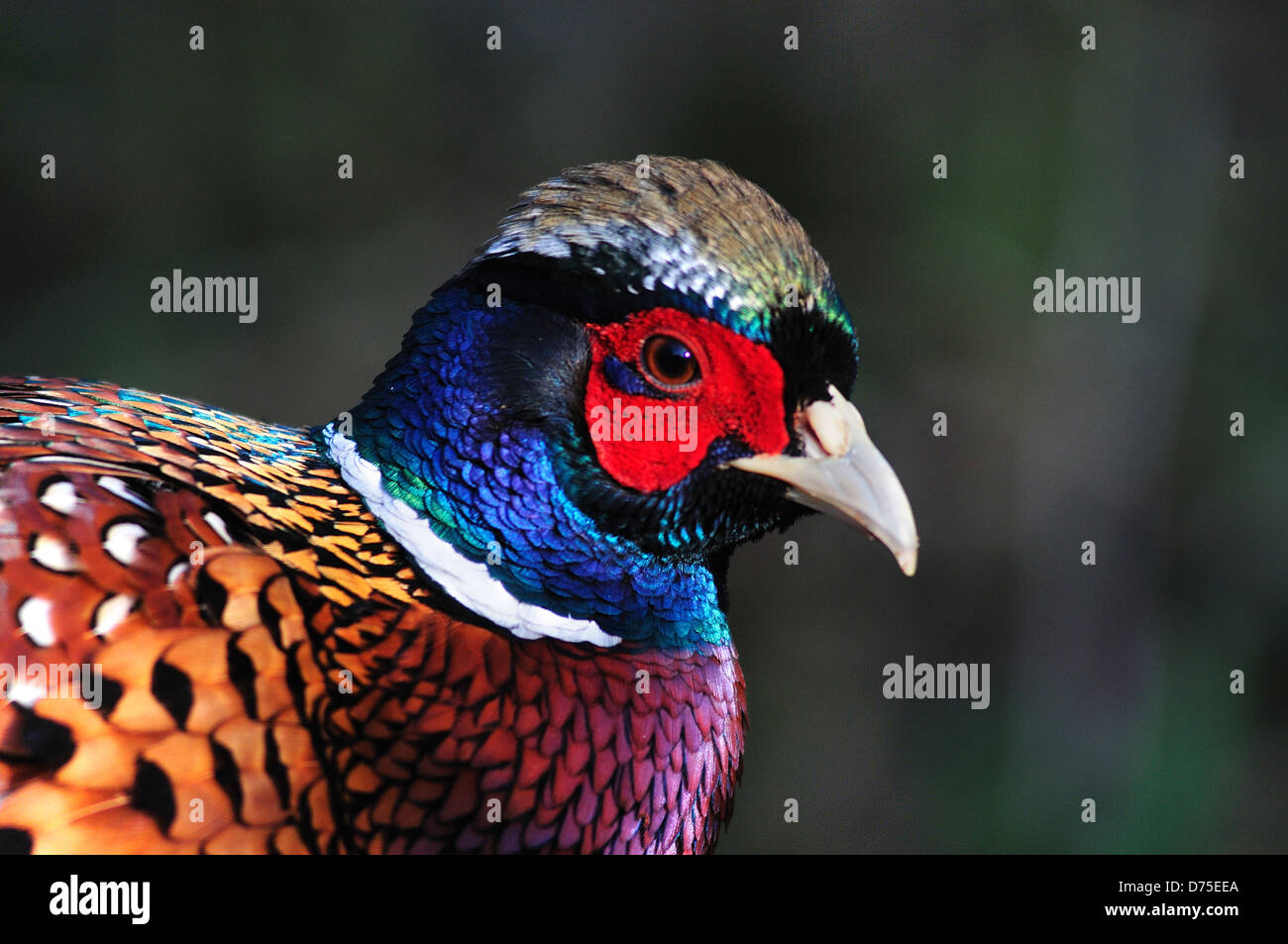 The pheasant Banque de photographies et d’images à haute résolution - Alamy