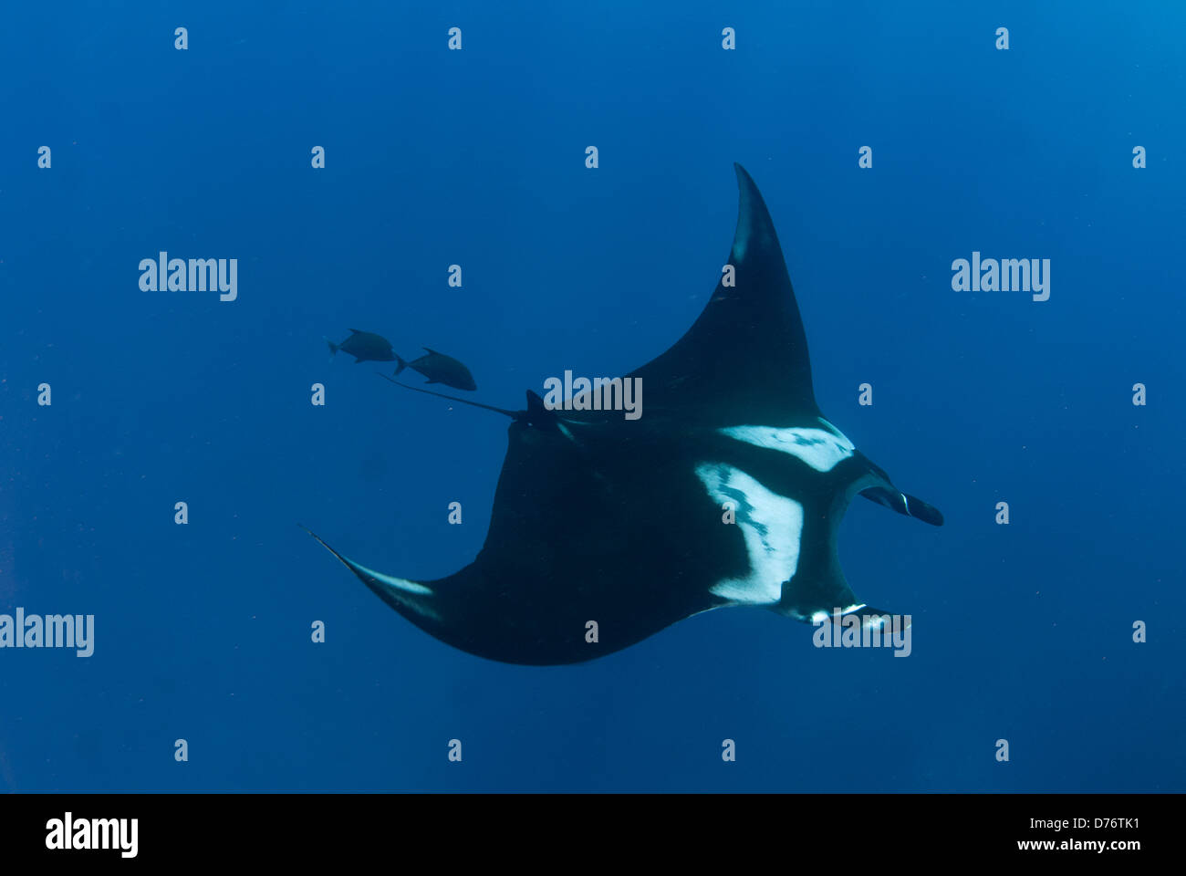 Raie Manta géante Manta birostris nager sous l'eau San Benedicto Island ...