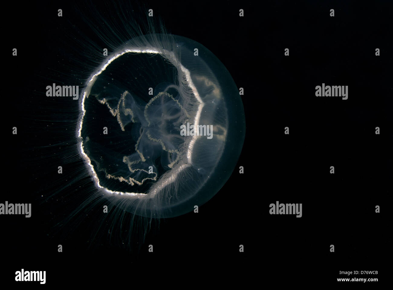 Lune méduse Aurelia aurita péninsule du Yucatan au Mexique sous-marin à ...