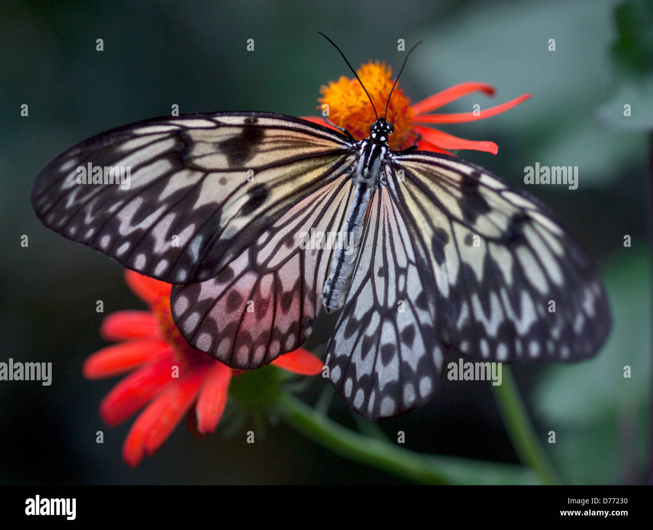 Papillon nymphe arbre blanc Banque de photographies et d’images à haute ...