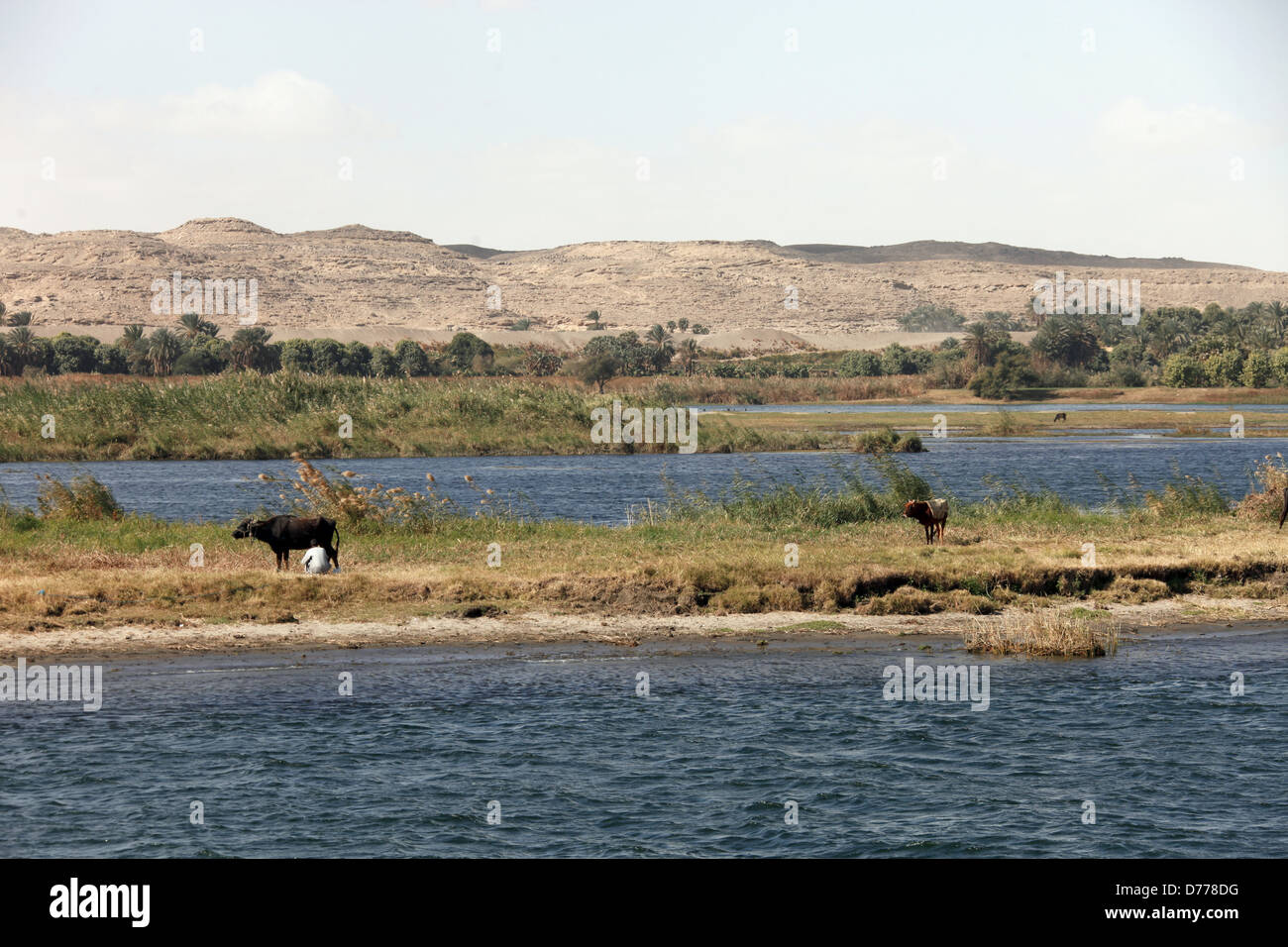 Man milking cow Banque de photographies et d’images à haute résolution ...