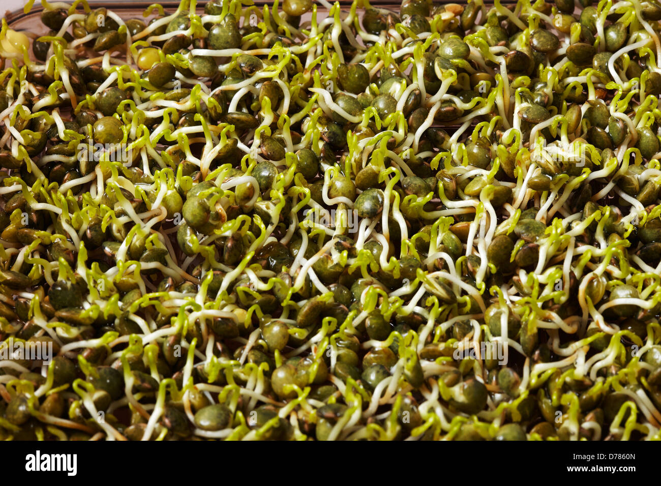 Pousses de soja Banque de photographies et d’images à haute résolution ...