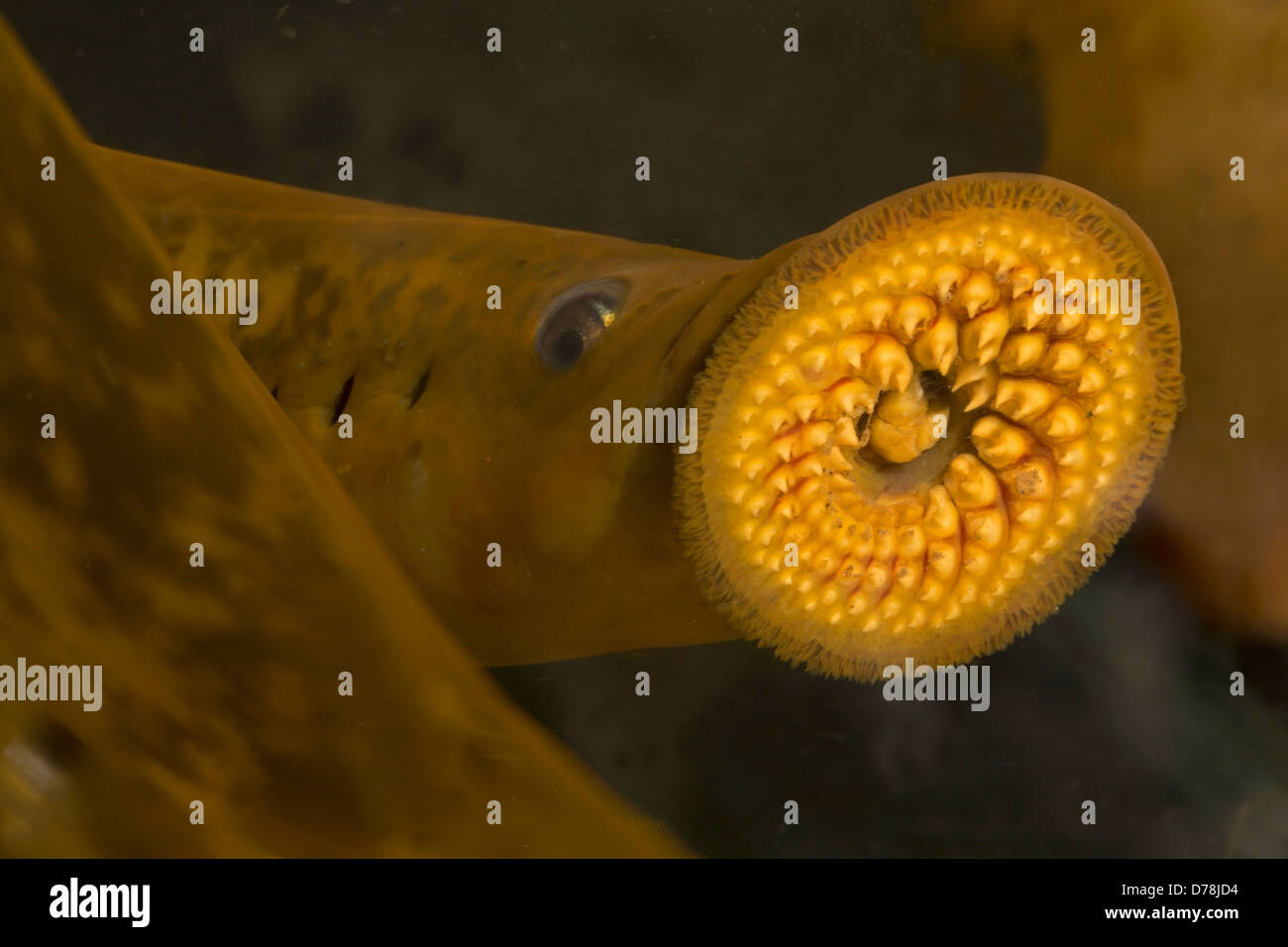 Parasite anadrome Banque de photographies et d’images à haute ...