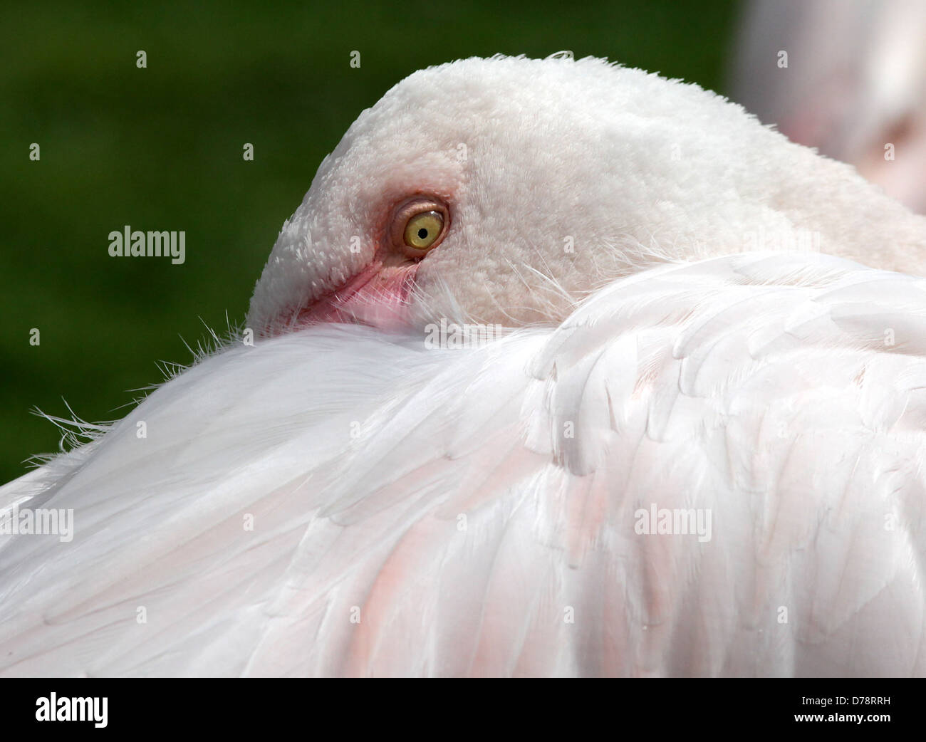 Oiseau flamant rose Banque de photographies et d’images à haute ...