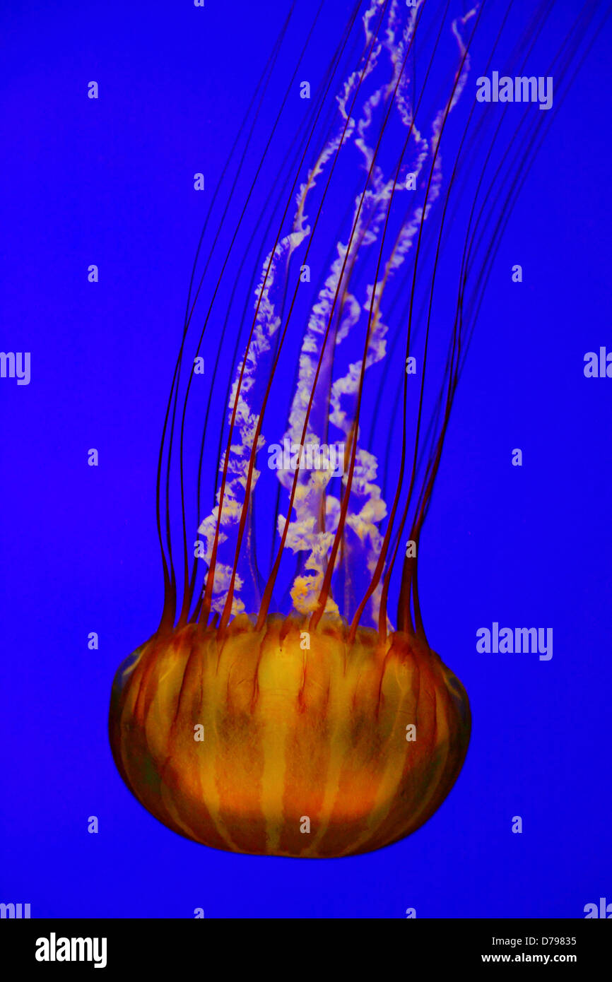 Méduses ou mer de l'Atlantique dans l'Aquarium d'Ortie Photo Stock - Alamy