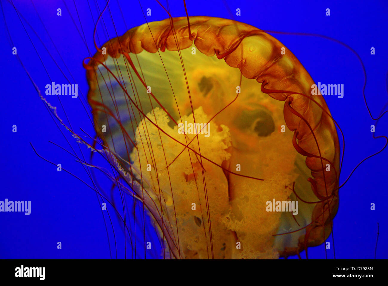 Méduses ou mer de l'Atlantique dans l'Aquarium d'Ortie Photo Stock - Alamy