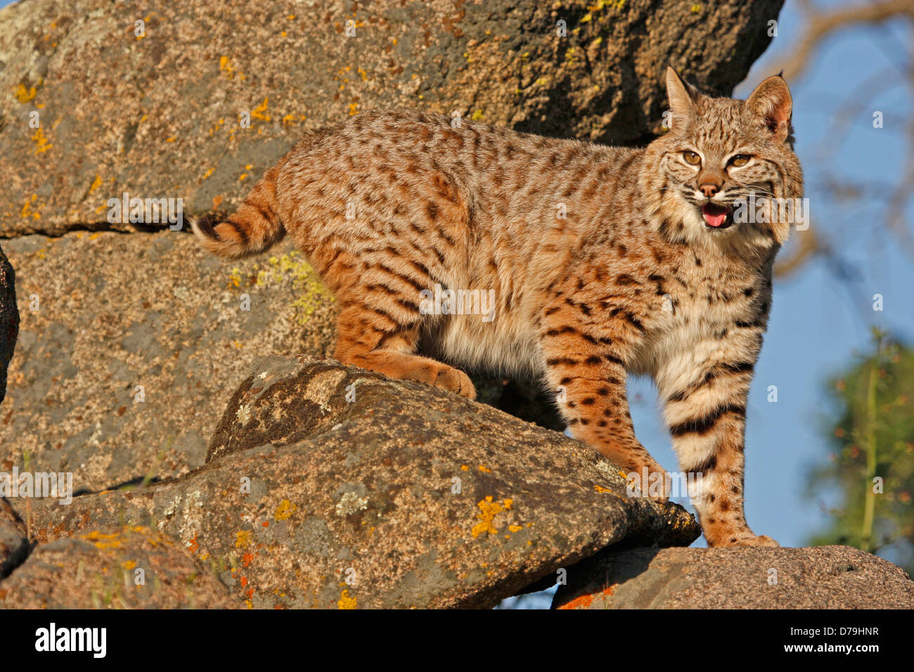 Lynx rufus Banque de photographies et d’images à haute résolution - Alamy