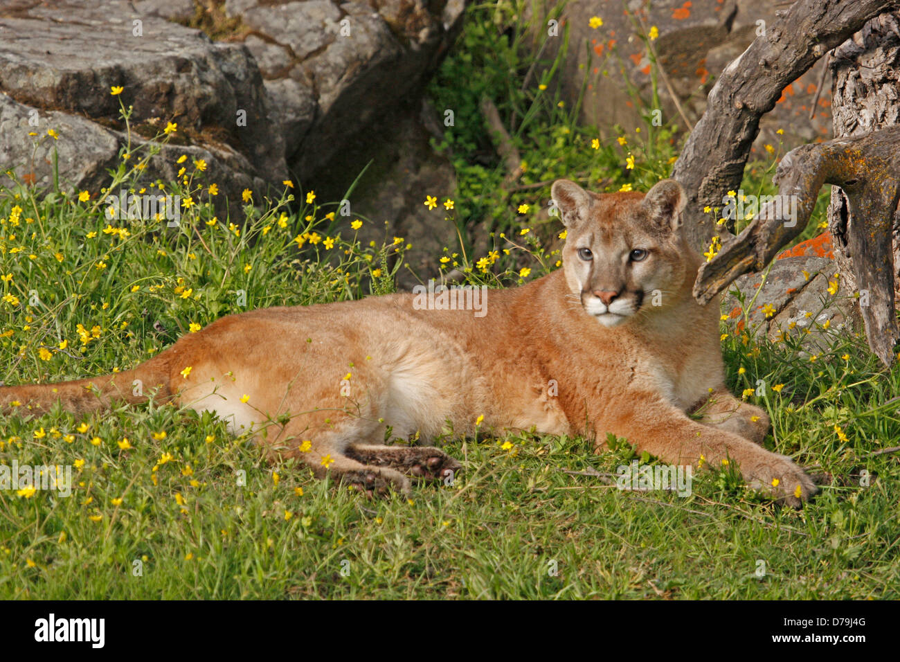 Puma puma lion de montagne Banque de photographies et d’images à haute ...