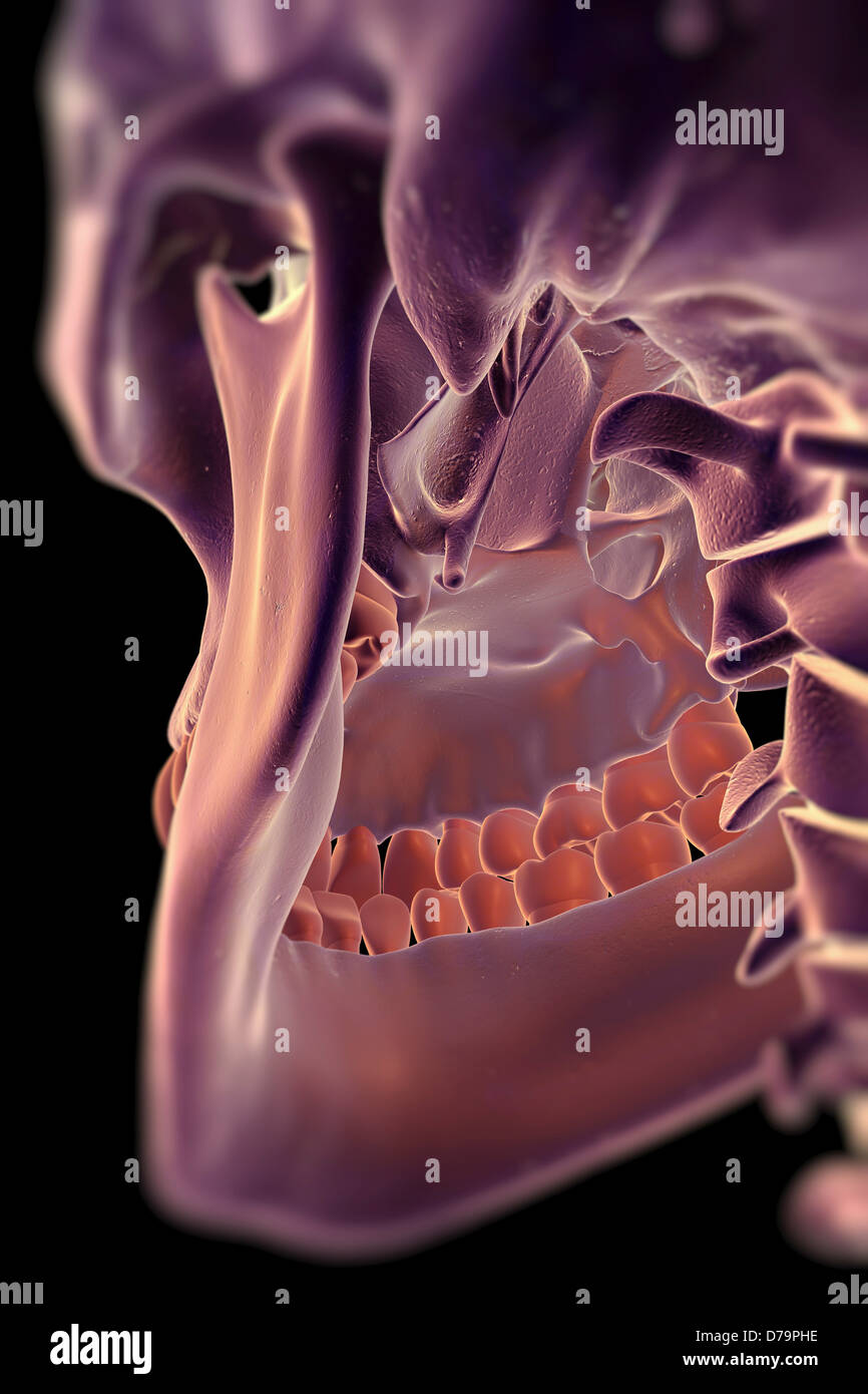 L'os maxillaire inférieur arrière Photo Stock - Alamy