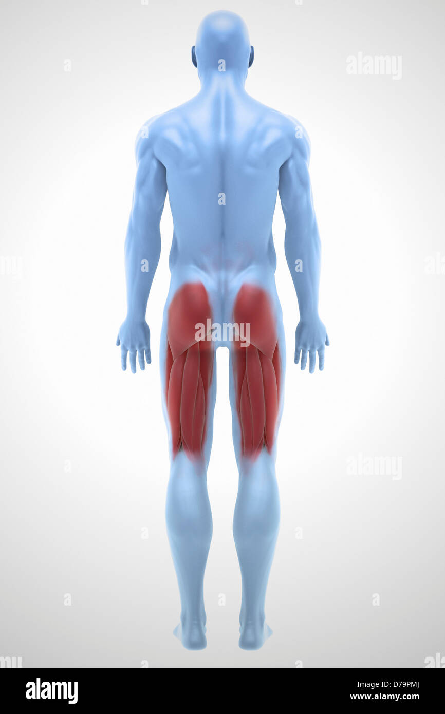 Les muscles de la jambe supérieure Photo Stock - Alamy