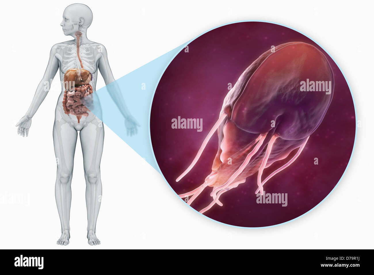 Giardiase protozoaire giardia lamblia Banque d'images détourées - Alamy