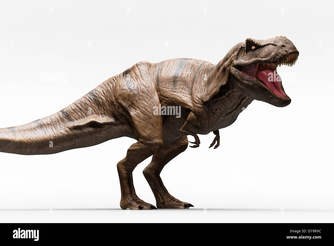 Side view tyrannosaurus rex dinosaur Banque de photographies et d’images à haute résolution ...