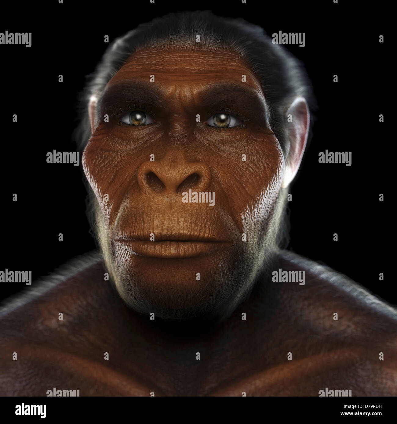 Homo habilis Banque de photographies et d’images à haute résolution - Alamy