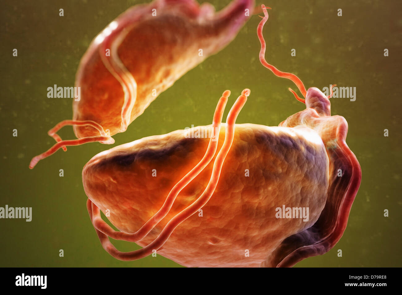 Trichomonas vaginalis trichomonase Banque de photographies et d’images ...