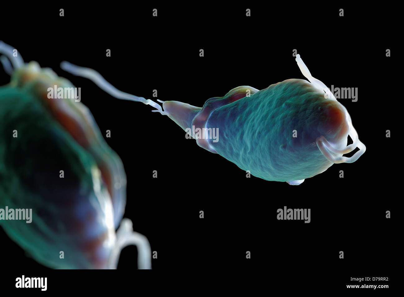 Trichomonas vaginalis trichomonase Banque de photographies et d’images ...
