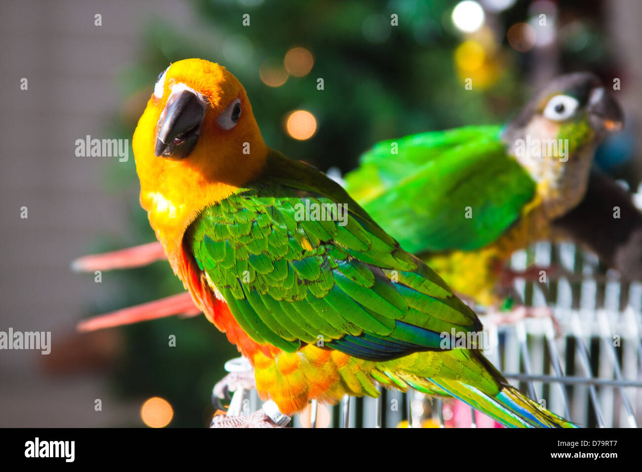 Perroquet Conure soleil conure joue verte et Photo Stock - Alamy