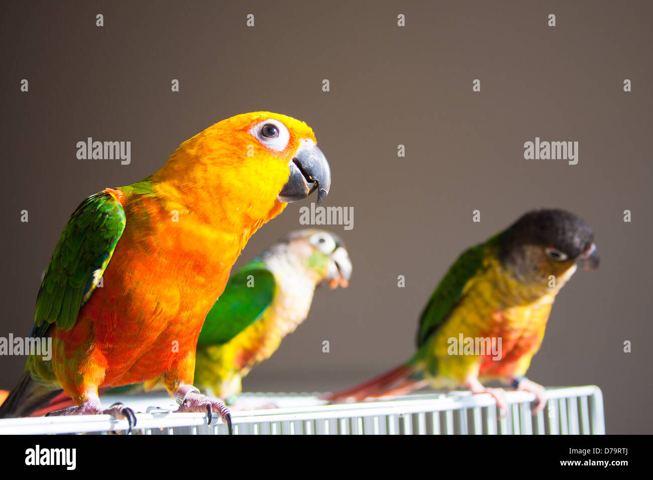 Sun conure parrot Banque de photographies et d’images à haute ...