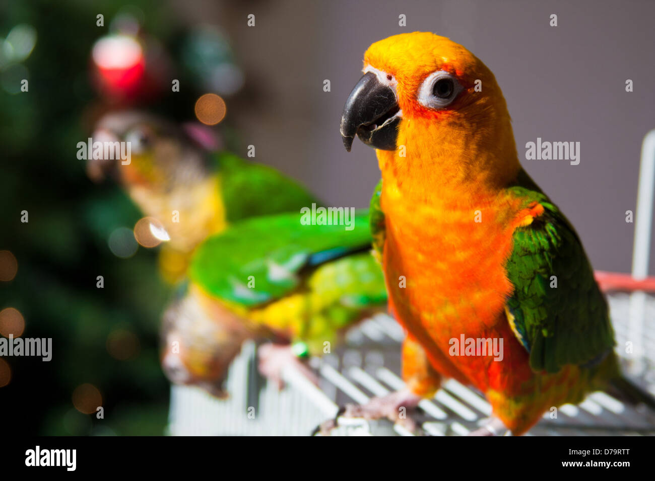 Sun conure parrot Banque de photographies et d’images à haute ...