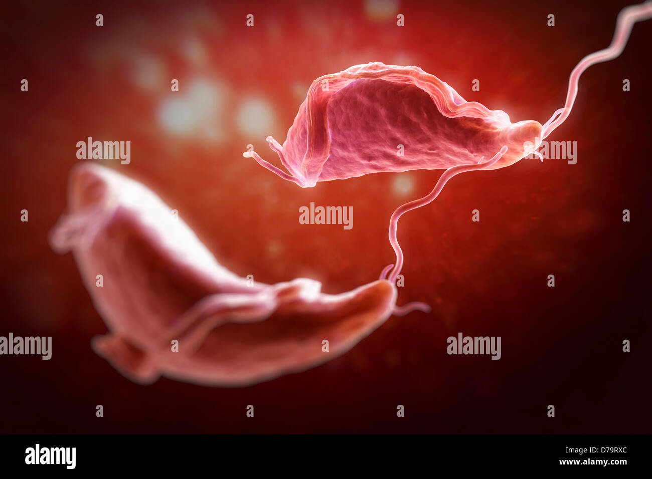 Trichomonas vaginalis trichomonase Banque de photographies et d’images ...