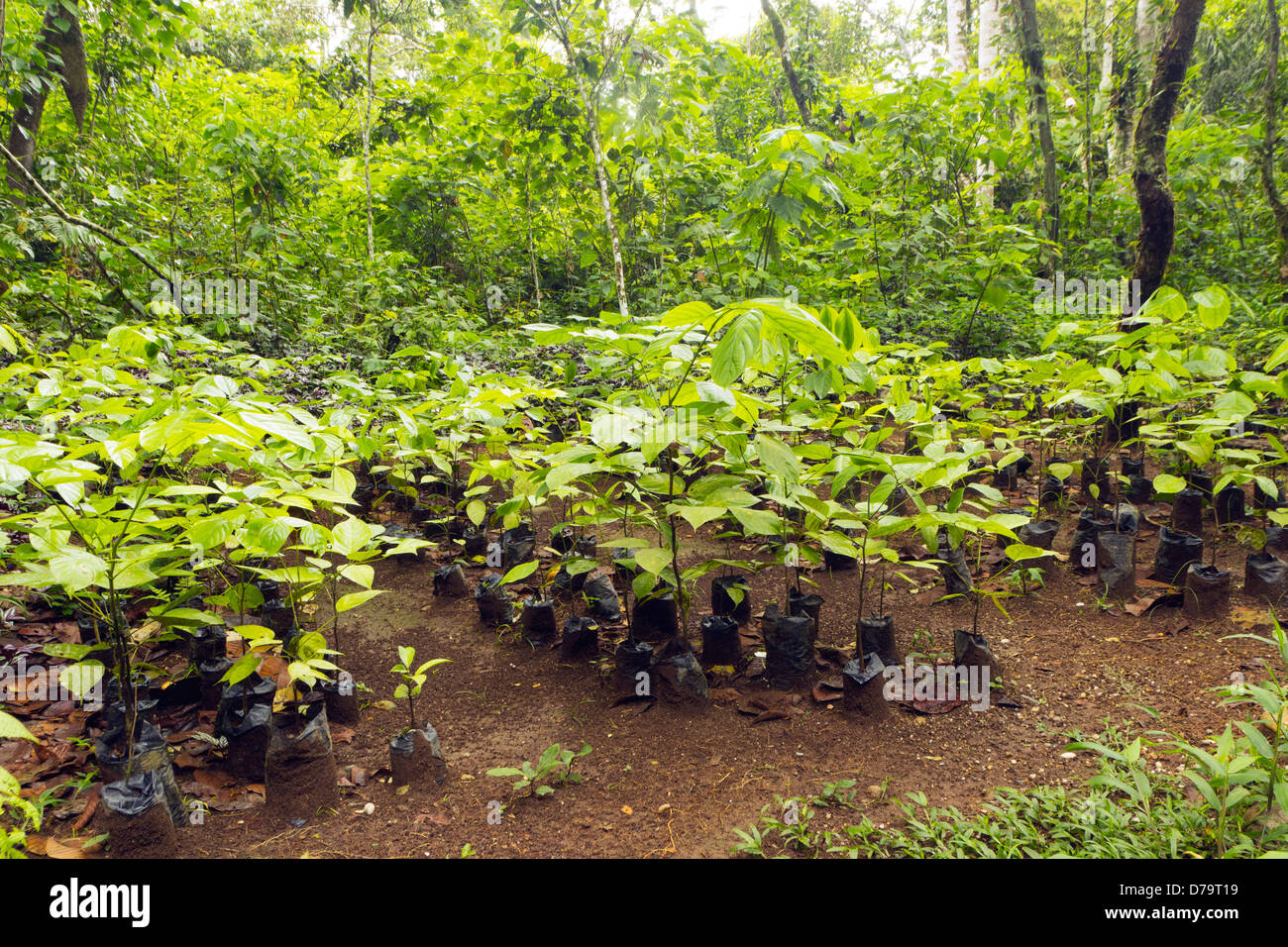 Reboisement d'acajou Banque de photographies et d’images à haute ...