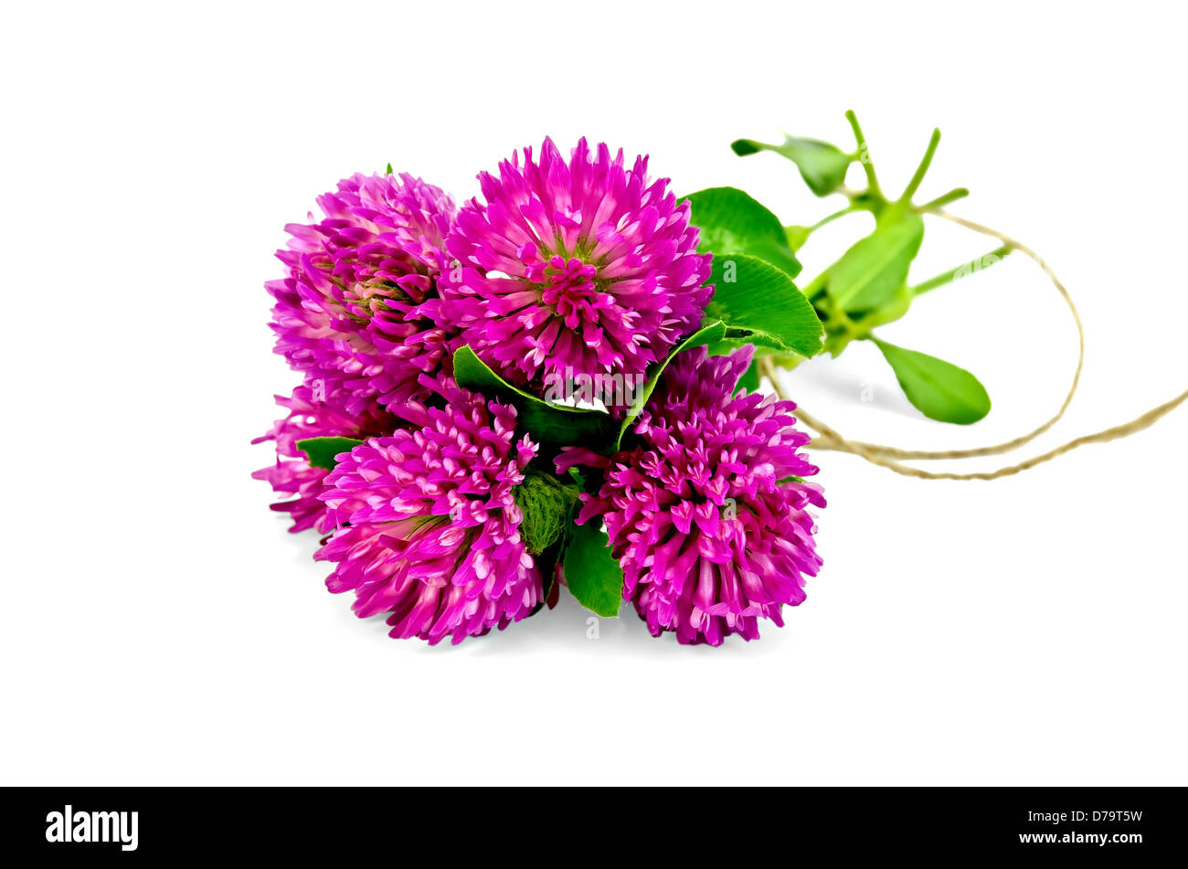 Bouquet de trèfle rose, attachés avec une corde isolé sur fond blanc ...