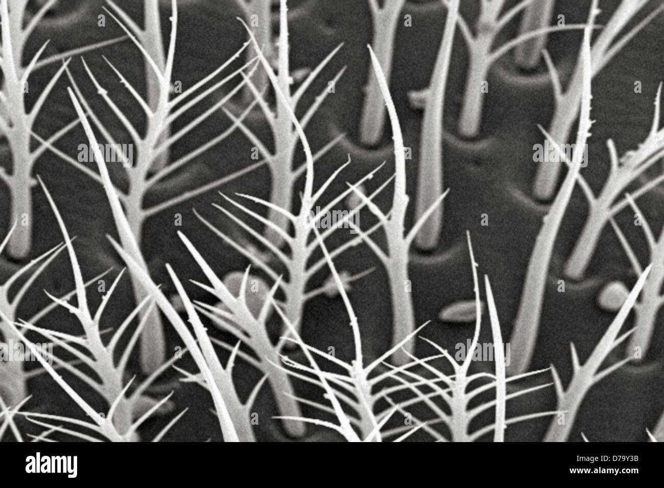 Microscopic insect Banque de photographies et d’images à haute ...