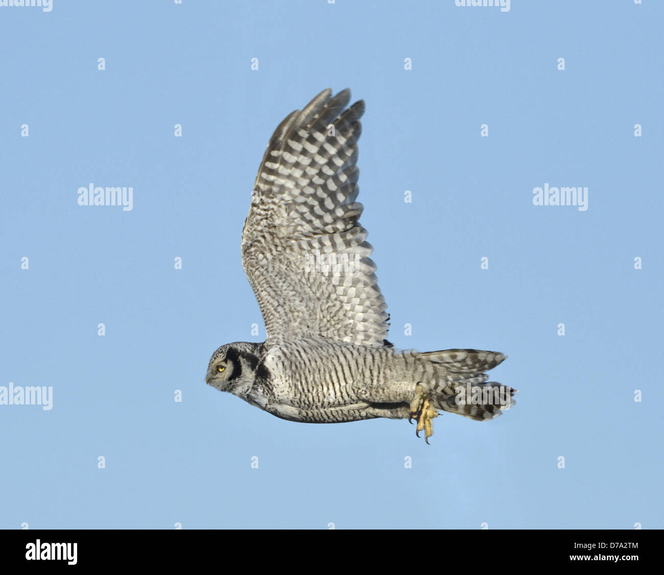 Hibou oiseau hiboux oiseaux rapaces Banque de photographies et d’images ...