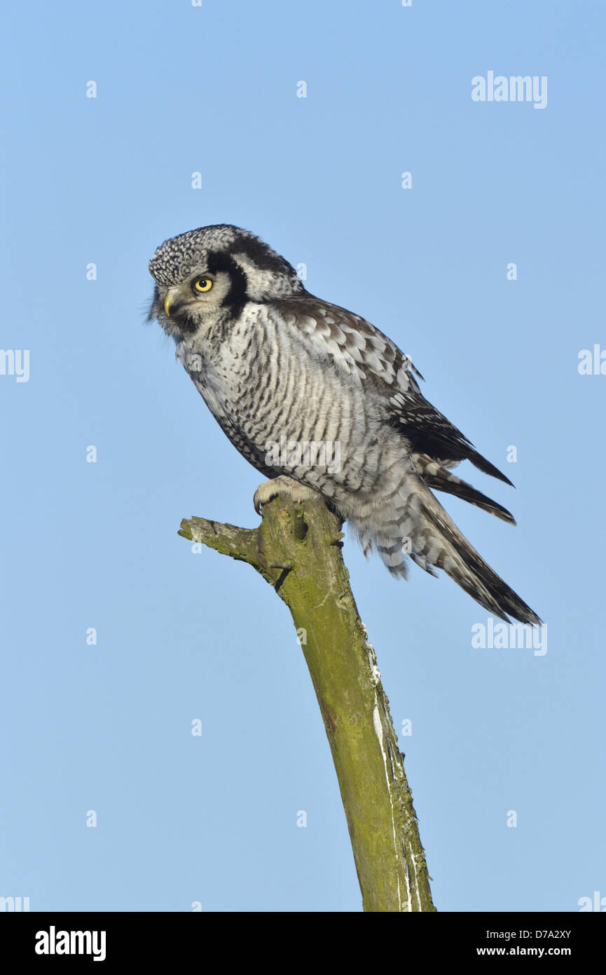 Chouette hibou oiseau oiseaux Banque de photographies et d’images à ...