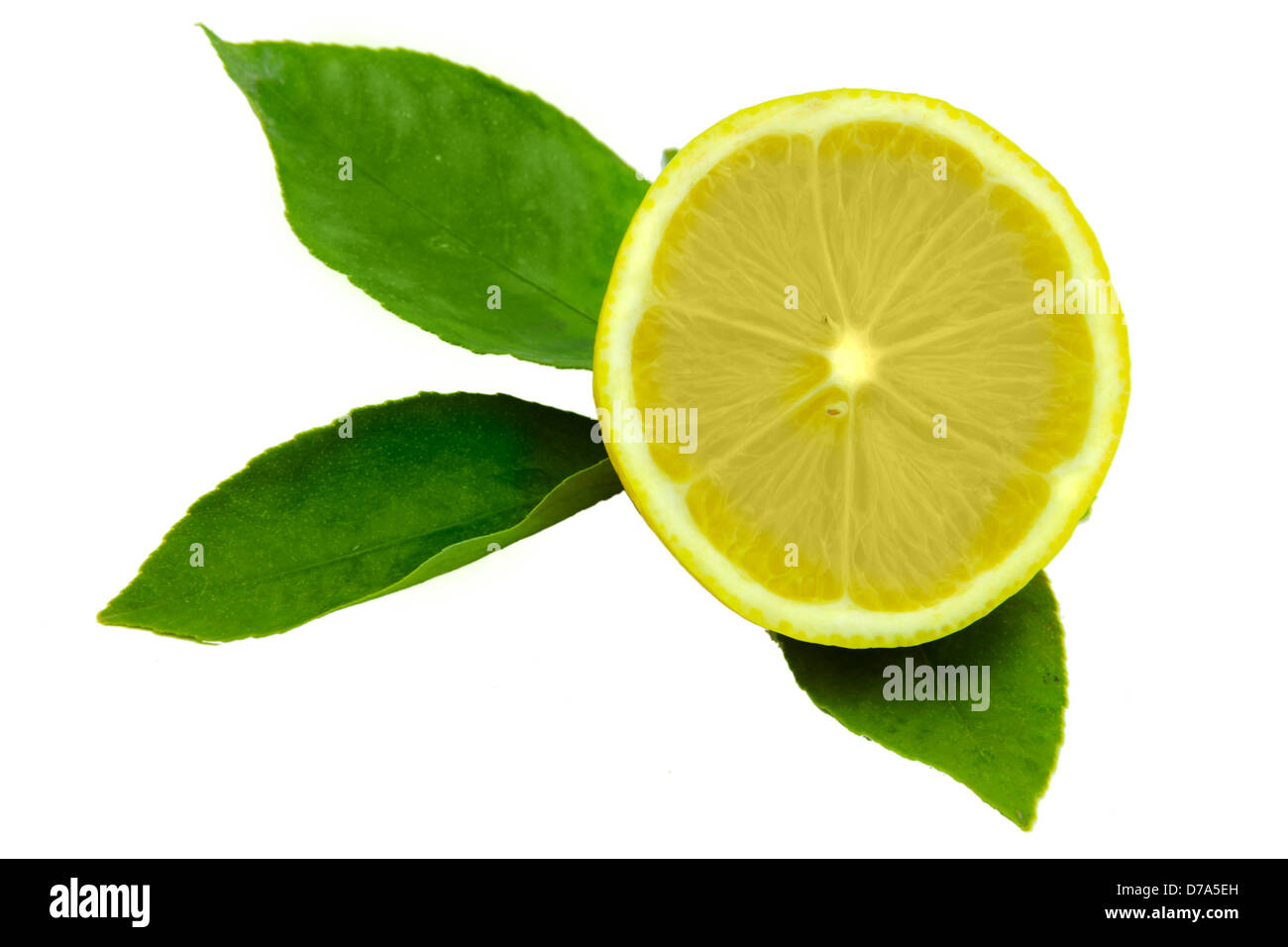 Feuille de citron Banque de photographies et d’images à haute ...