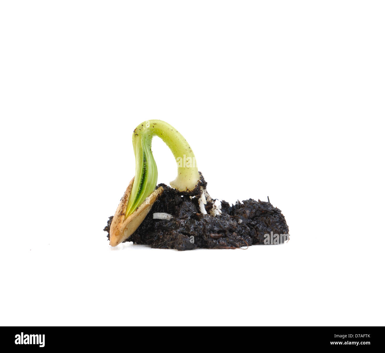 Plantule et ses racines dans une partie du sol isolé sur fond blanc ...