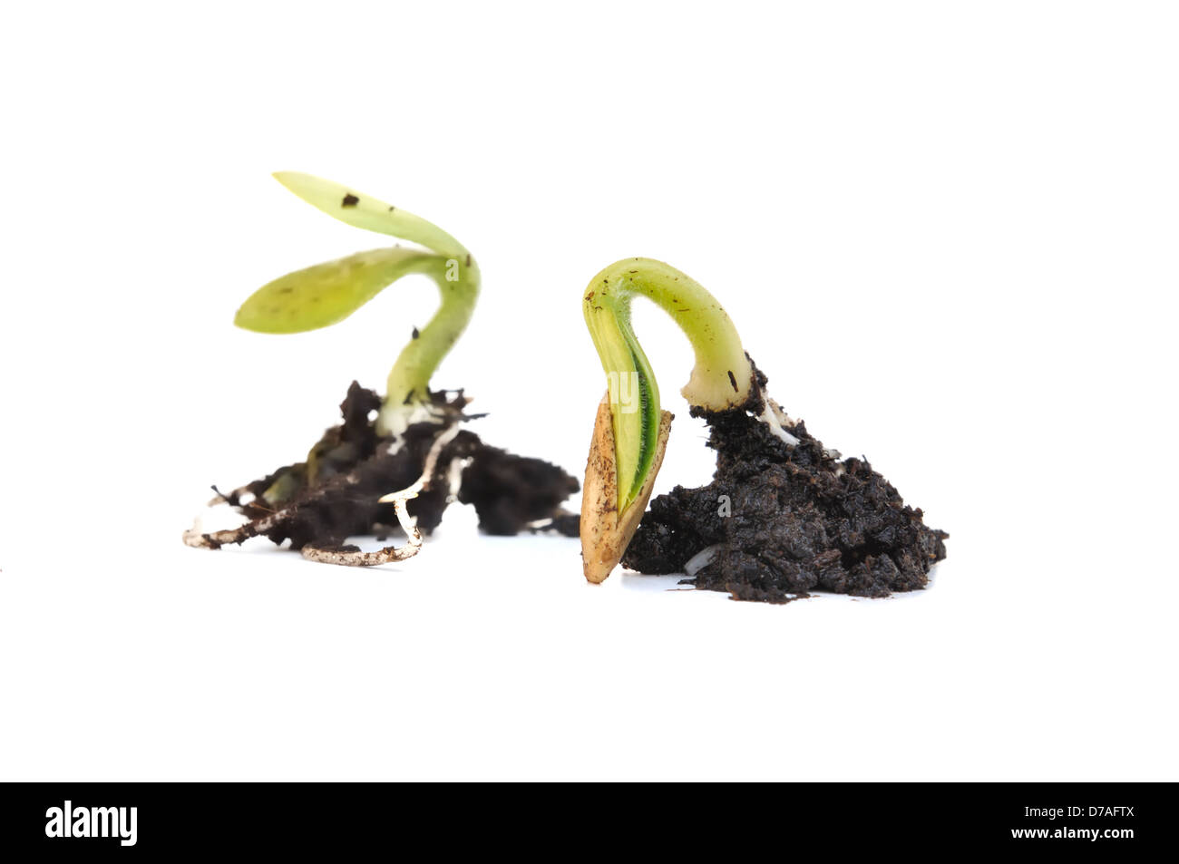 Plantule et ses racines dans une partie du sol isolé sur fond blanc ...