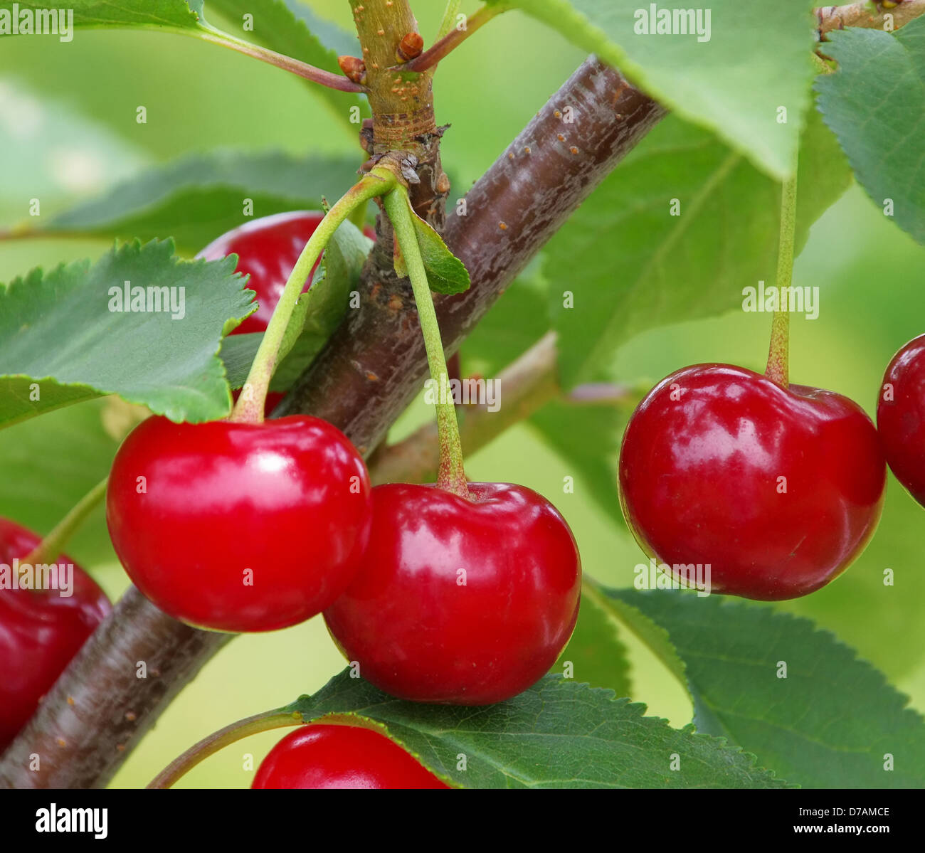 Feuille de cerise aigre Banque de photographies et d’images à haute ...
