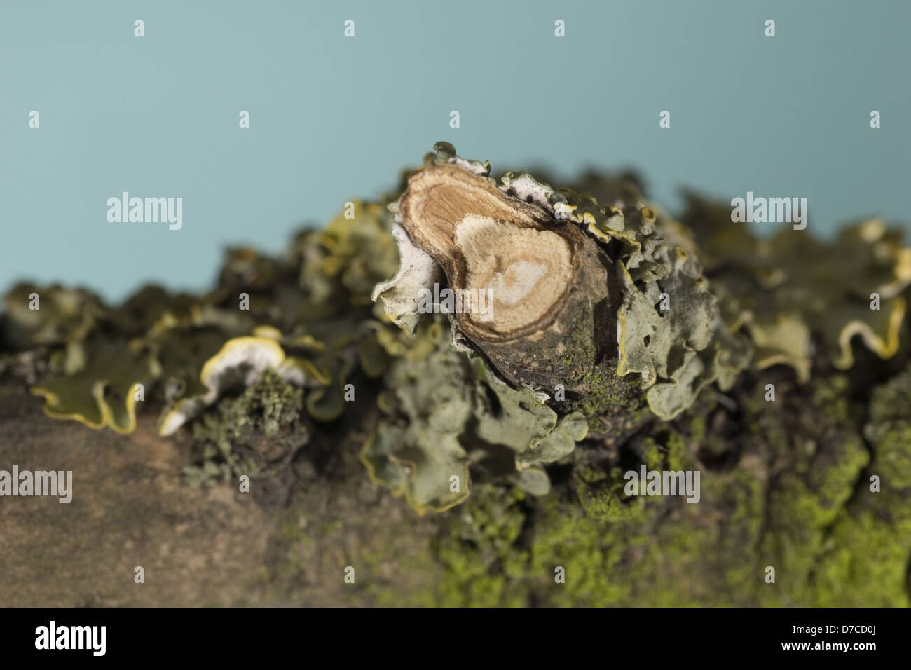 De plus en plus de lichen plan macro sur une branche d'arbre Photo ...