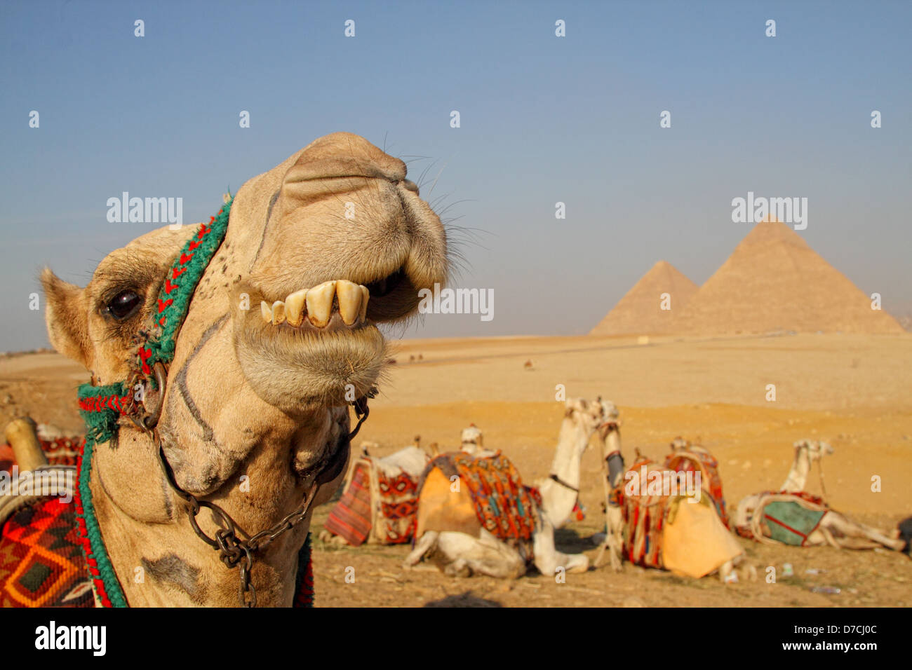 La bouche de chameau Egypte Pyramides Groupe Sky Photo Stock - Alamy