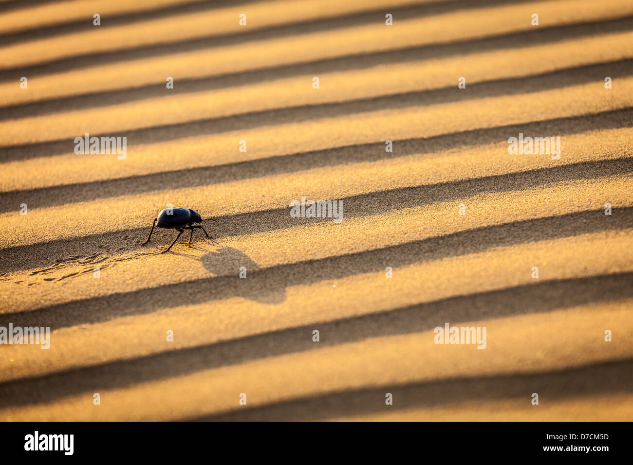 Insecte des dunes Banque de photographies et d’images à haute ...