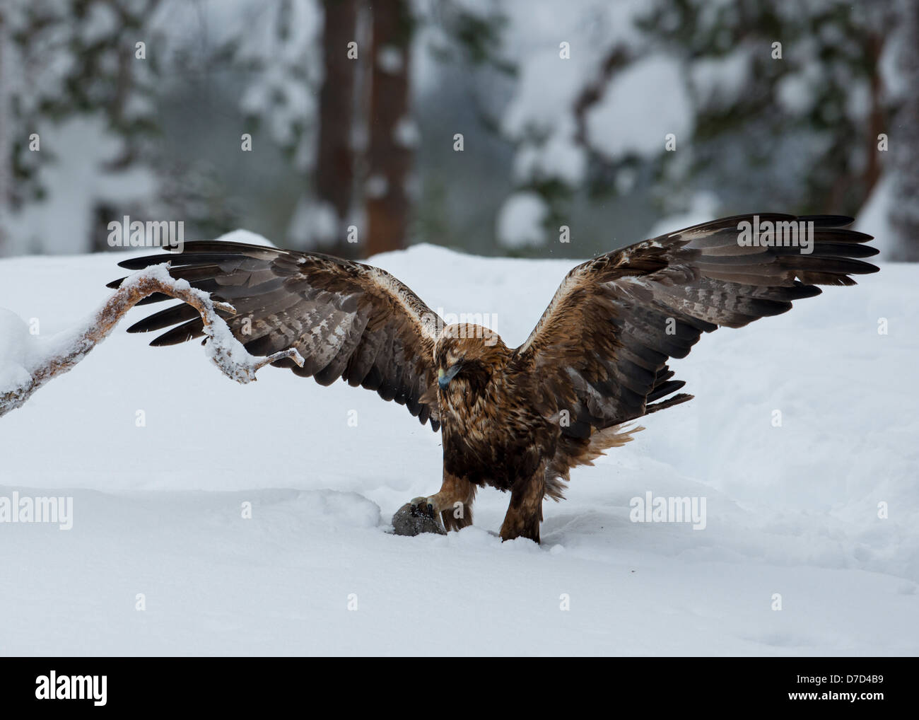 Mâle Golden Eagle se précipite sur les proies dans la forêt enneigée ...