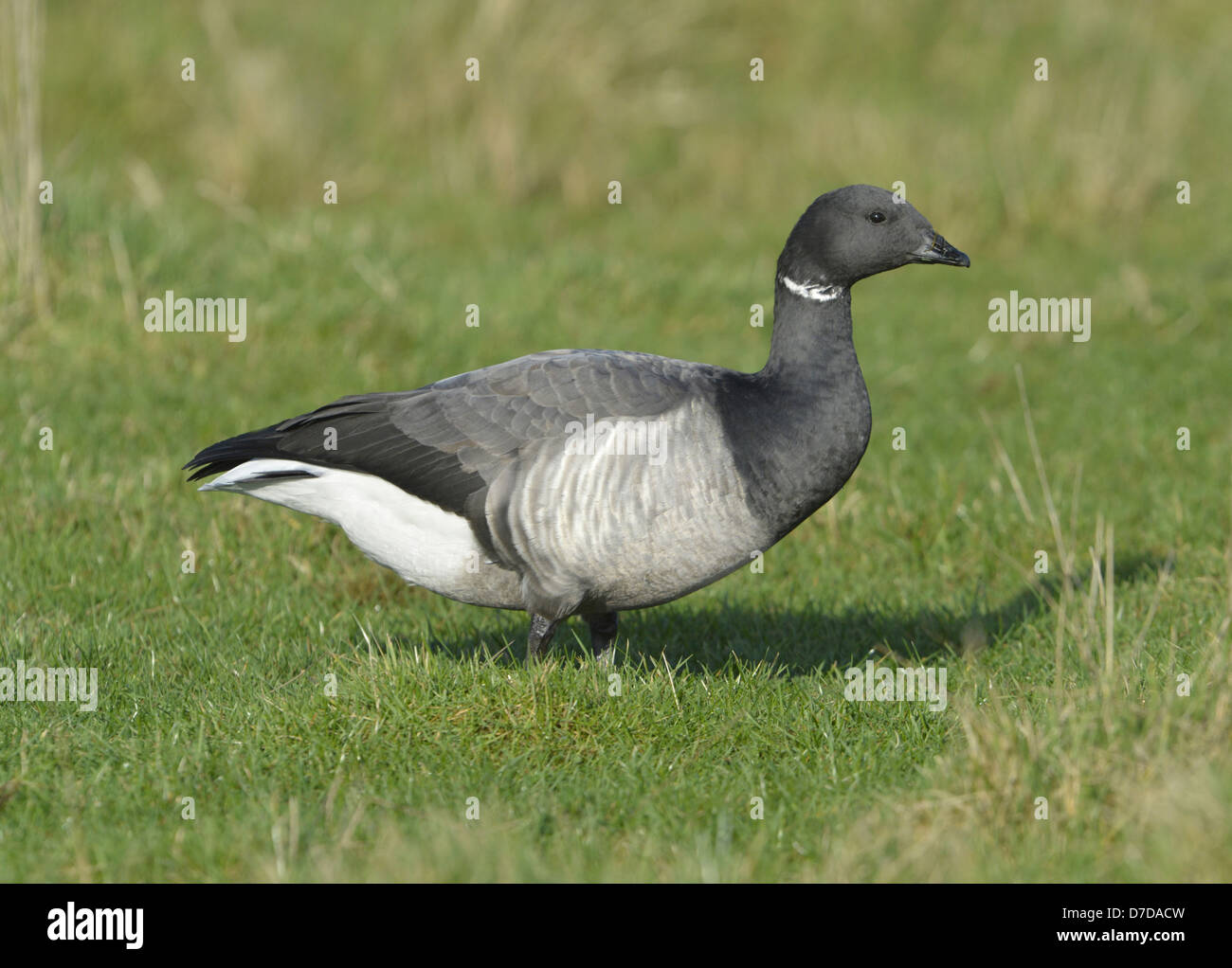 La Bernache cravant à ventre pâle (Branta bernicla) course Photo Stock ...