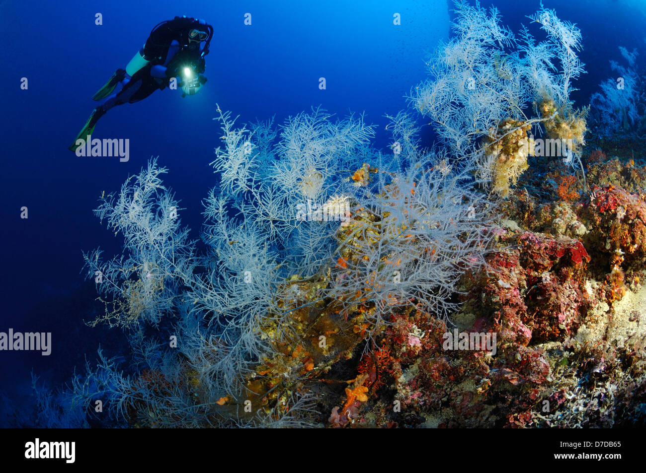 Subpinnata Banque de photographies et d’images à haute résolution - Alamy