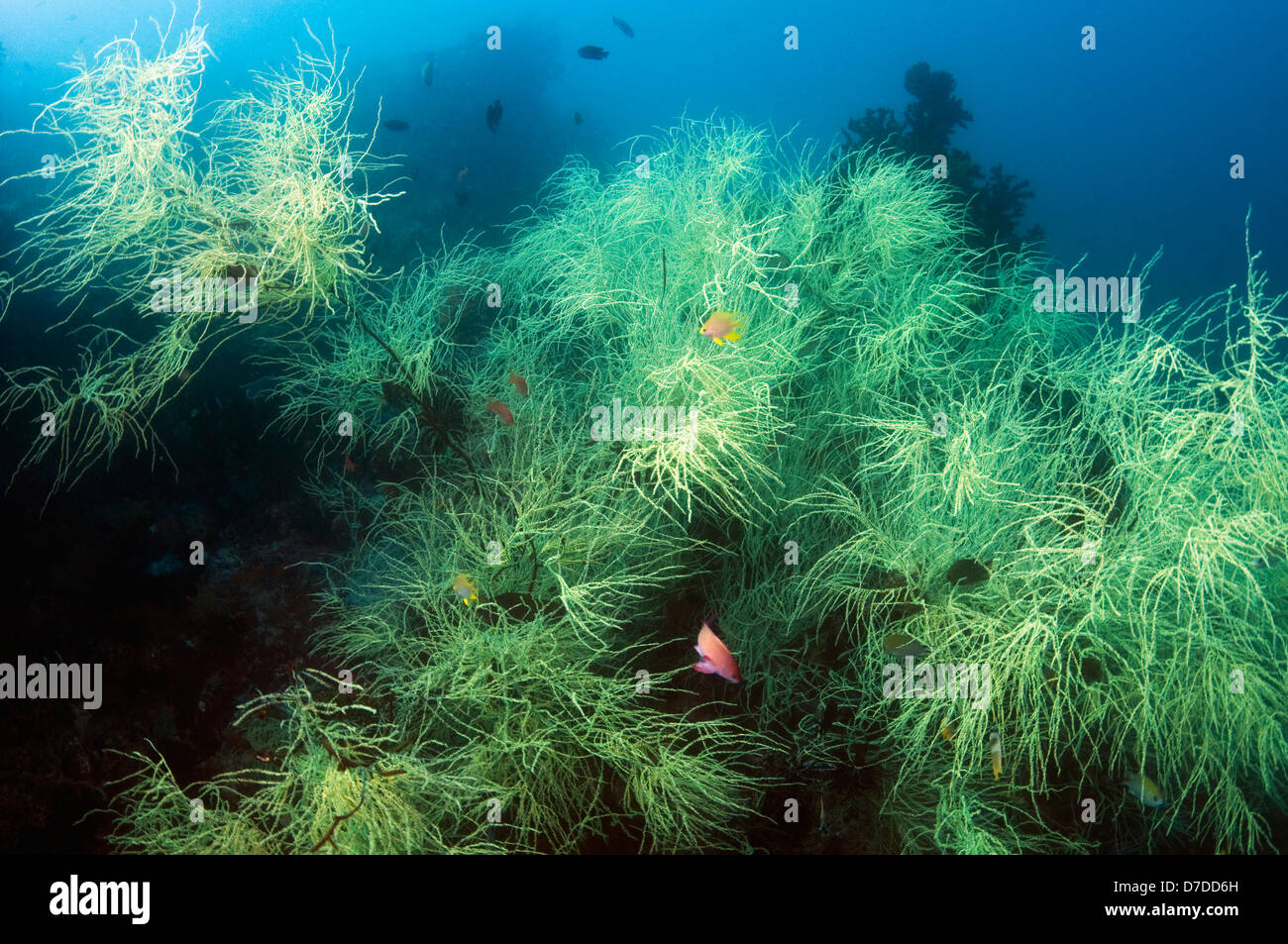 Black coral antipathes sp Banque de photographies et d’images à haute ...