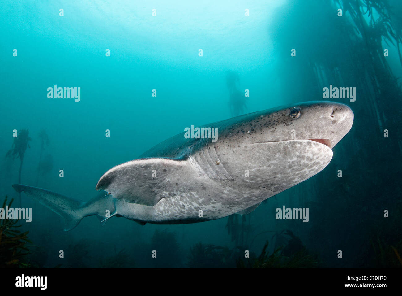 Broadnose sevengill shark Banque de photographies et d’images à haute ...