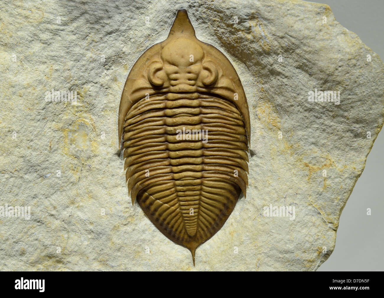 Trilobite fossil paleozoic Banque de photographies et d’images à haute ...