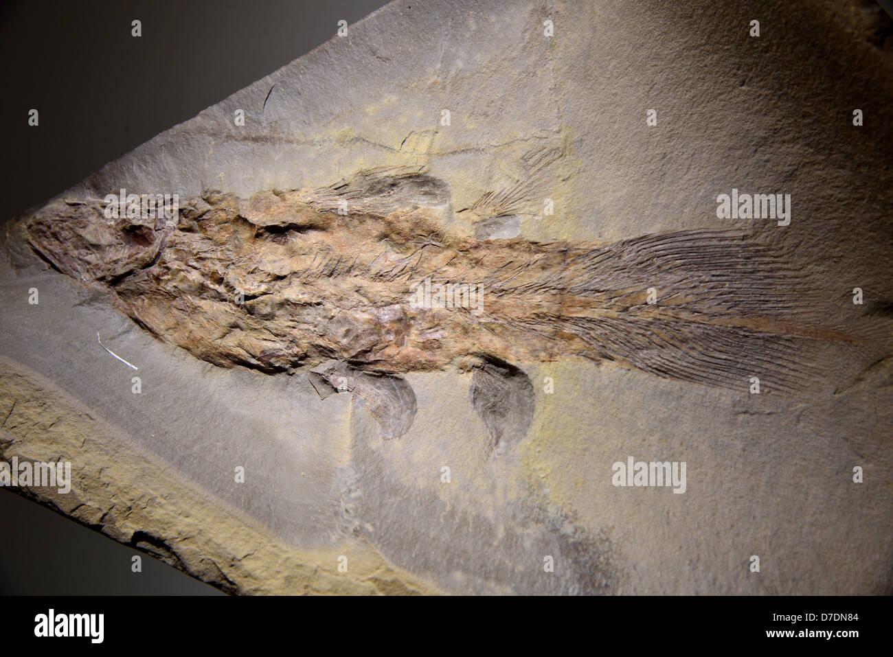 Coelacanth fossil Banque de photographies et d’images à haute ...