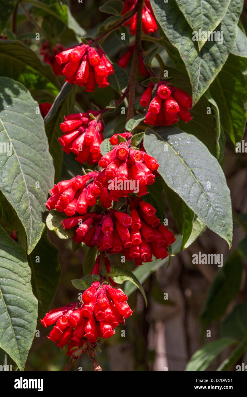 Red cestrum Banque de photographies et d’images à haute résolution - Alamy